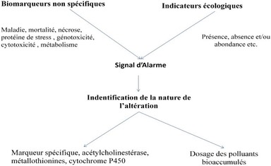 Memoire Online - Etude bibliographique sur les bio-indicateurs et ...