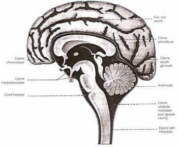 Memoire Online - Conduite à tenir devant un LCR (Liquide Céphalo ...