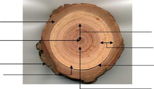 Memoire Online - Using tree- ring analysis to study the growth ...