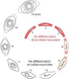 Memoire Online - Séroprévalence de la trichinellose dans la région de ...